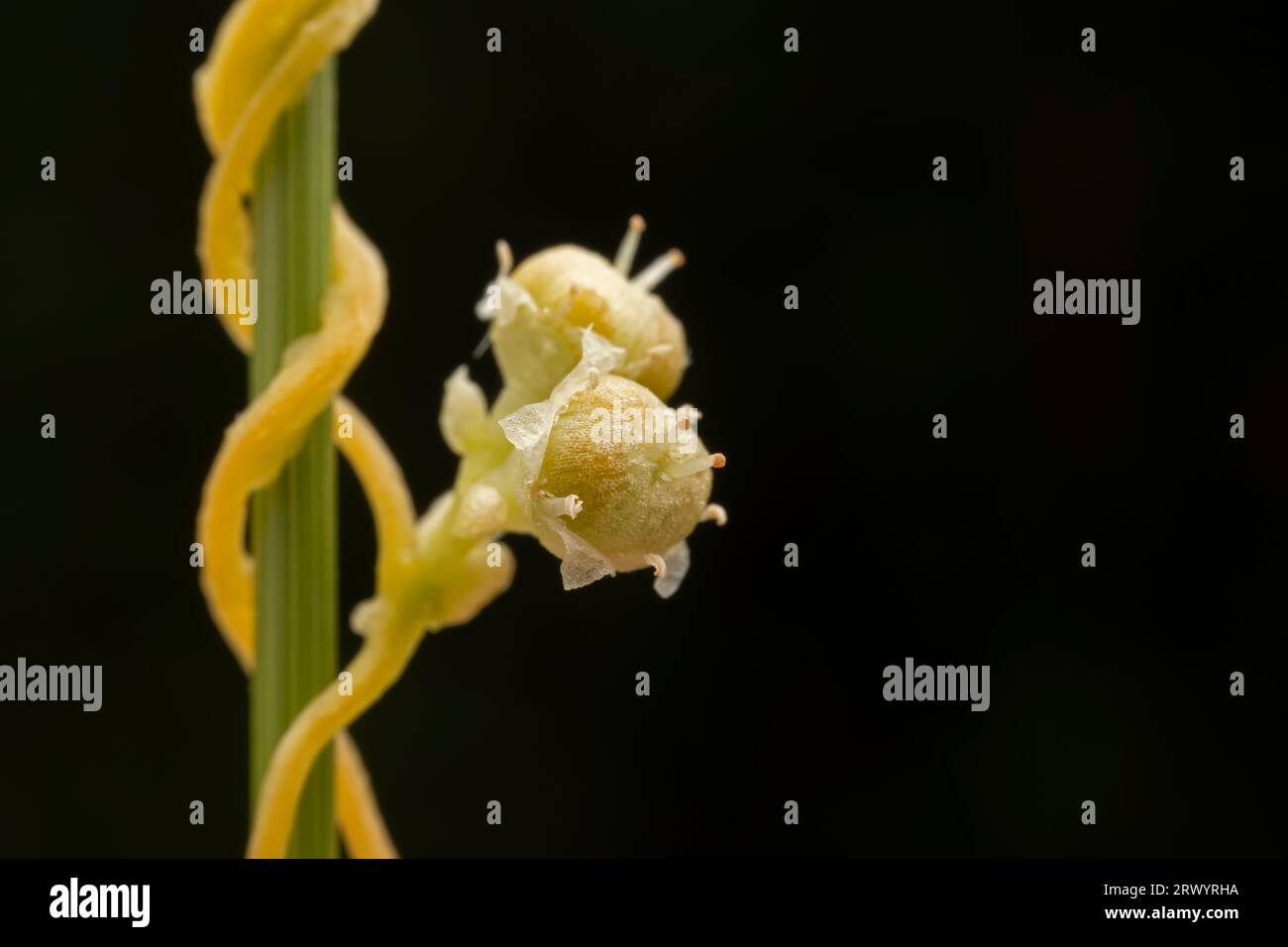 Dodder parasitic vine hi-res stock photography and images - Alamy