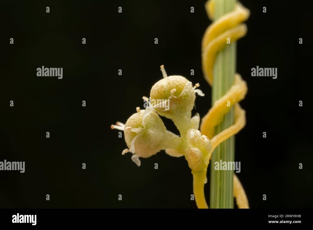 flowers of Parasitic plant Dodder Stock Photo - Alamy