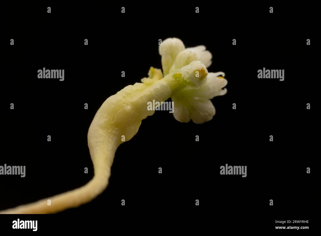 flowers of Parasitic plant Dodder Stock Photo - Alamy