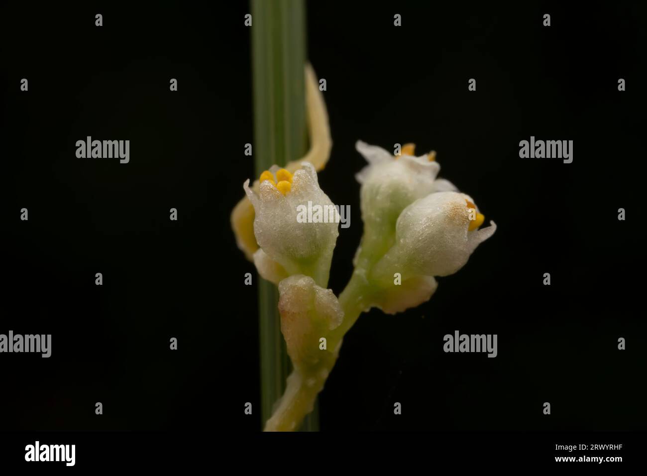 flowers of Parasitic plant Dodder Stock Photo - Alamy