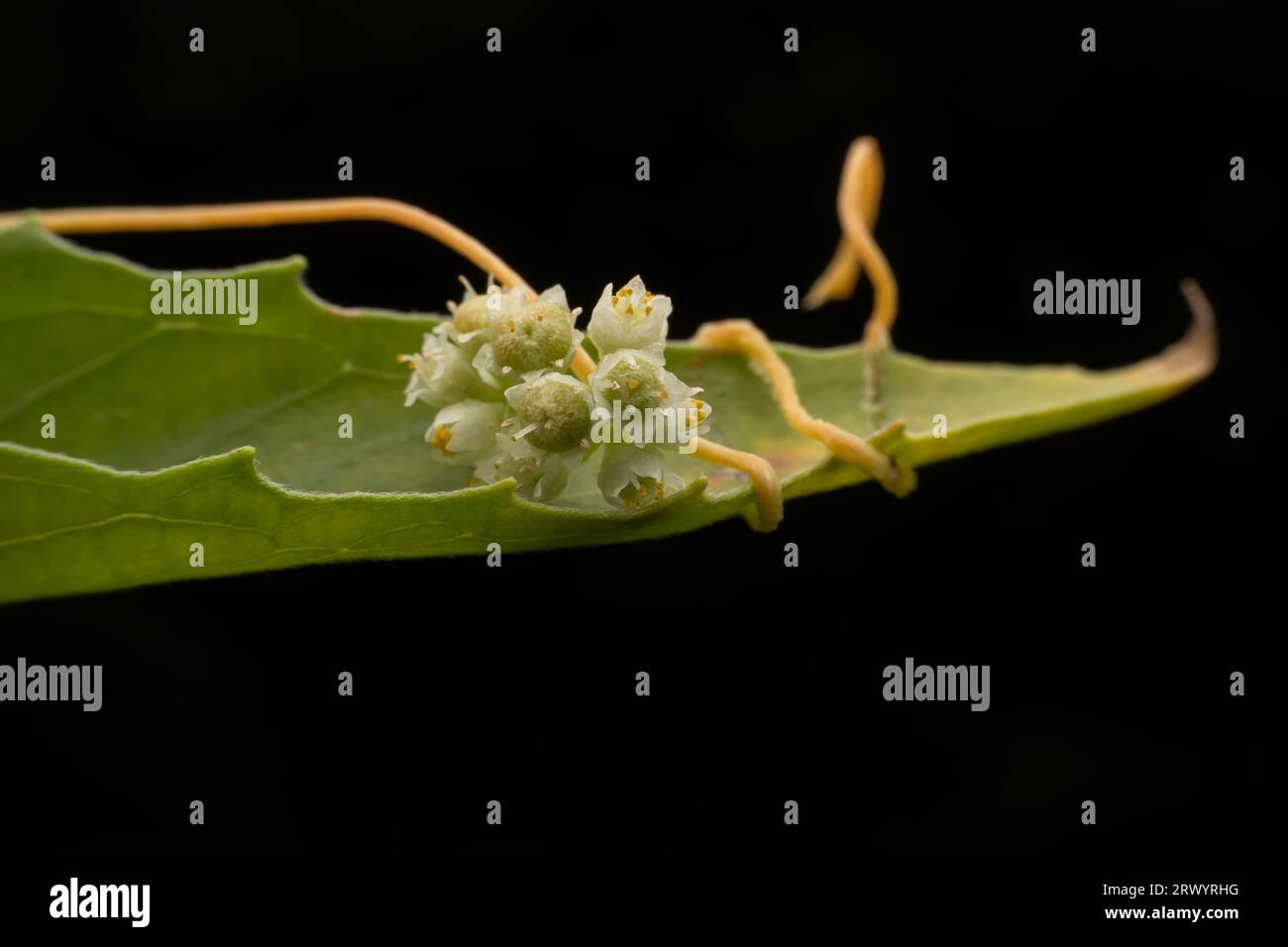 flowers of Parasitic plant Dodder Stock Photo - Alamy