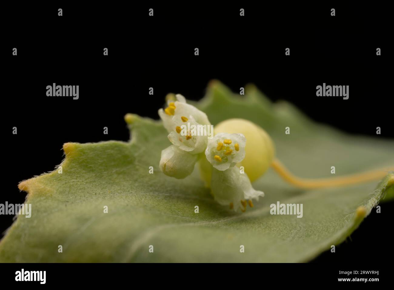 flowers of Parasitic plant Dodder Stock Photo - Alamy