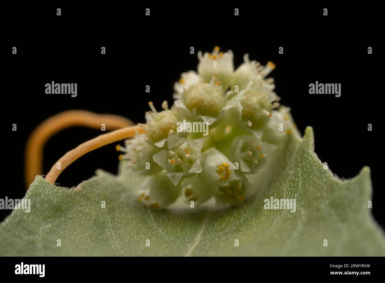 flowers of Parasitic plant Dodder Stock Photo - Alamy