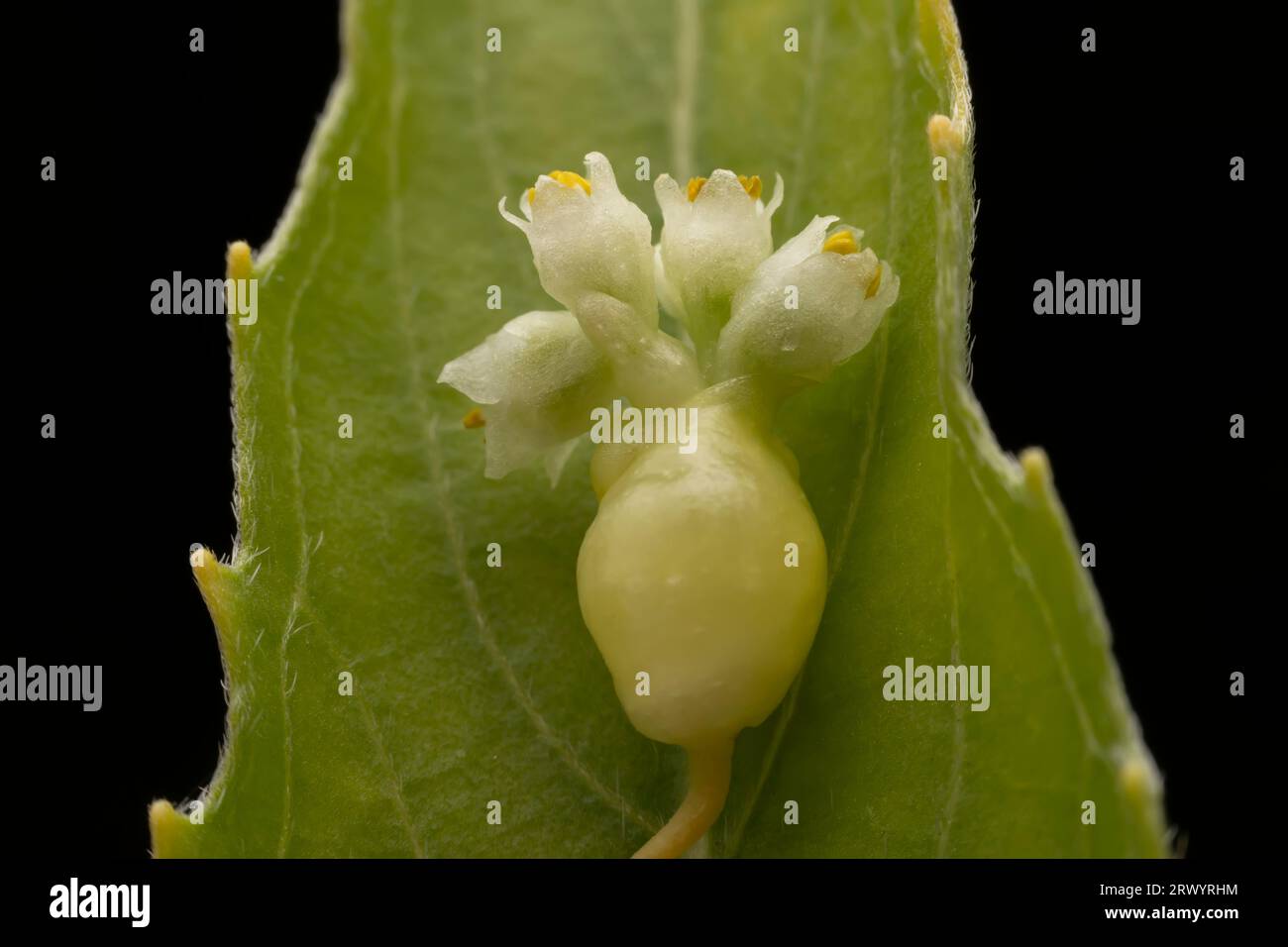 flowers of Parasitic plant Dodder Stock Photo - Alamy