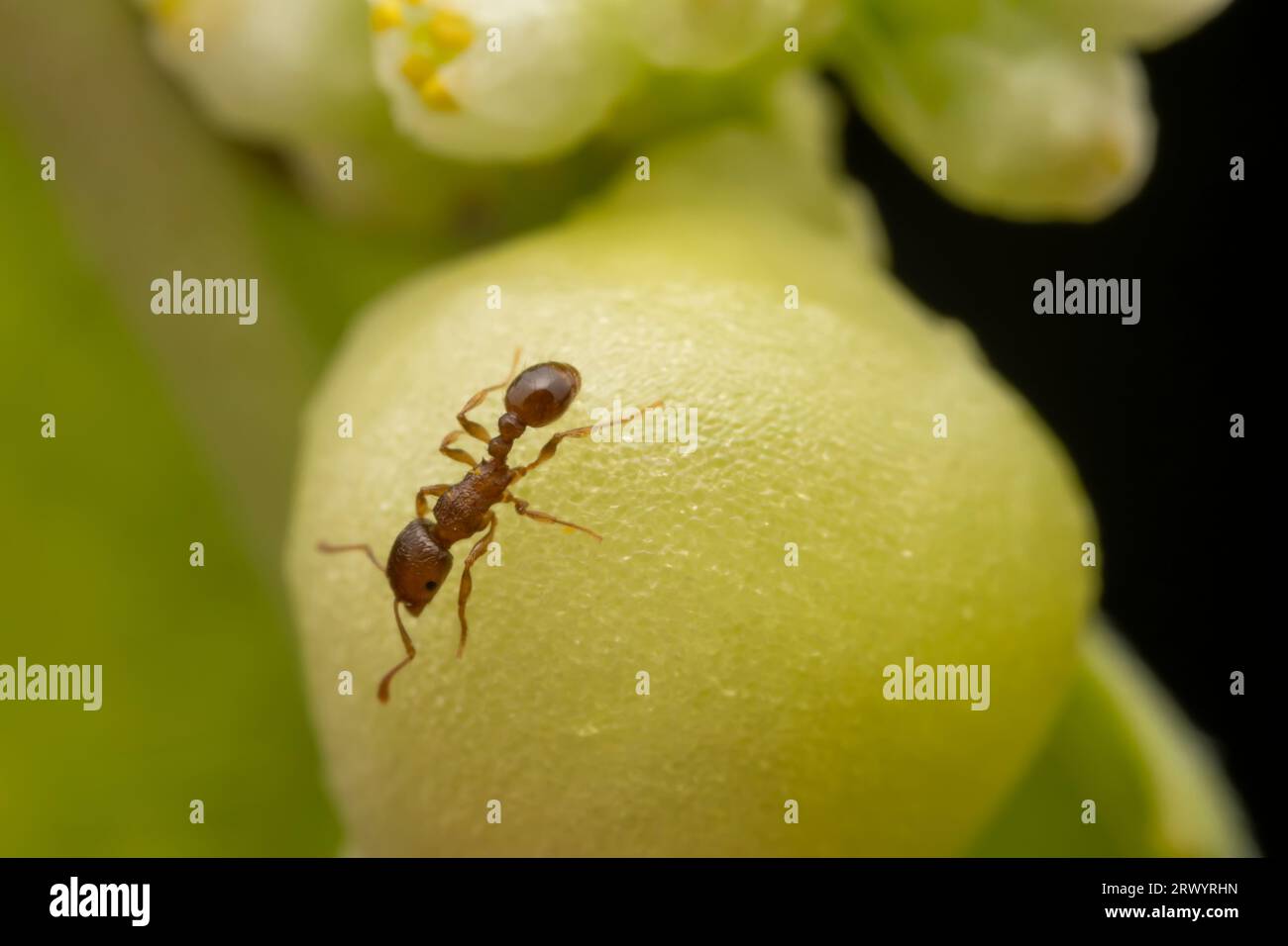 Ants on parasitic plant dodder Stock Photo - Alamy