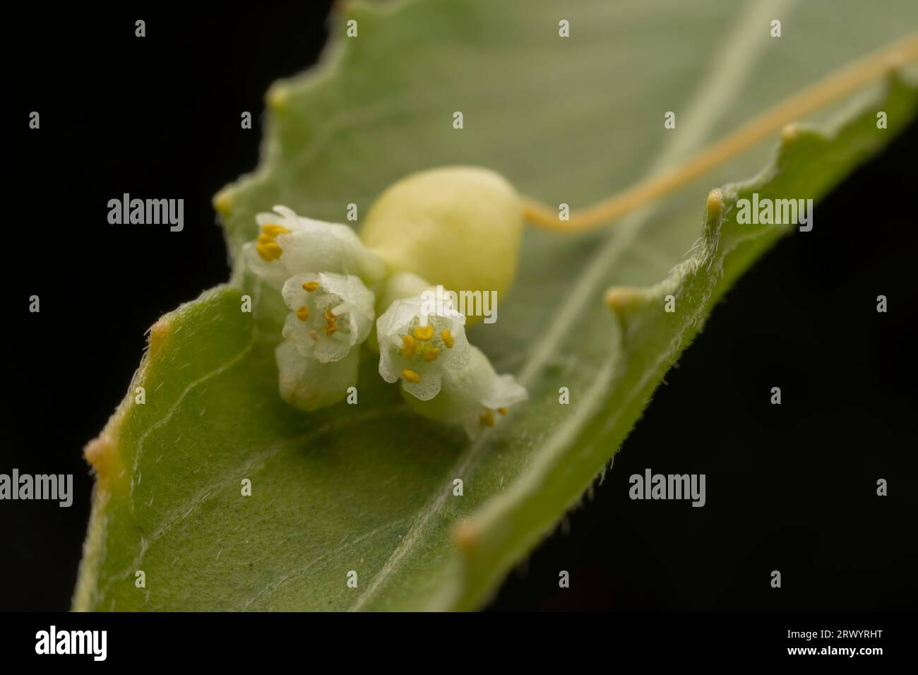 flowers of Parasitic plant Dodder Stock Photo - Alamy