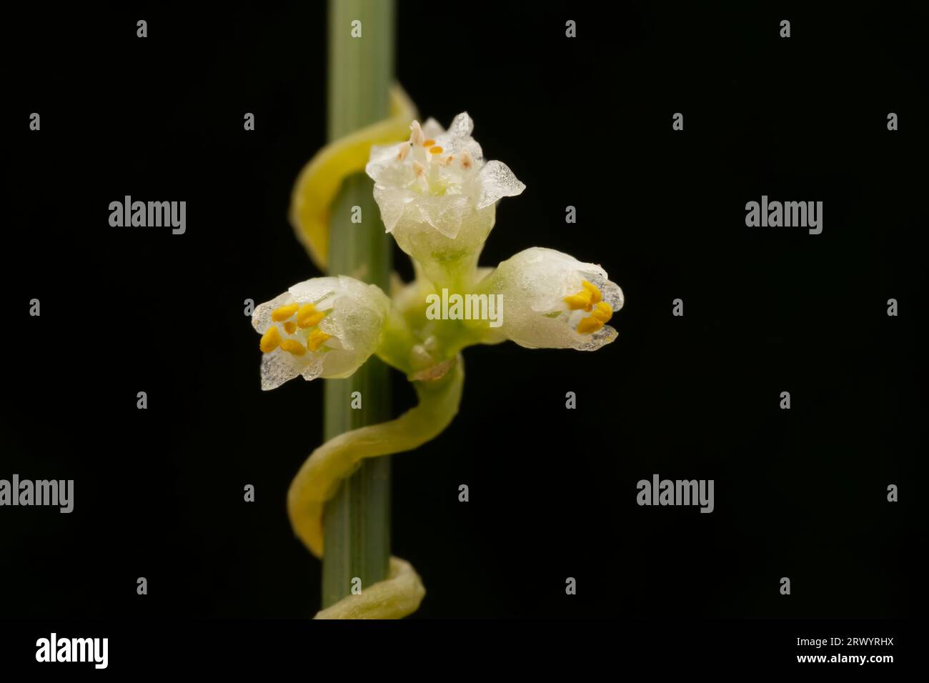 flowers of Parasitic plant Dodder Stock Photo - Alamy