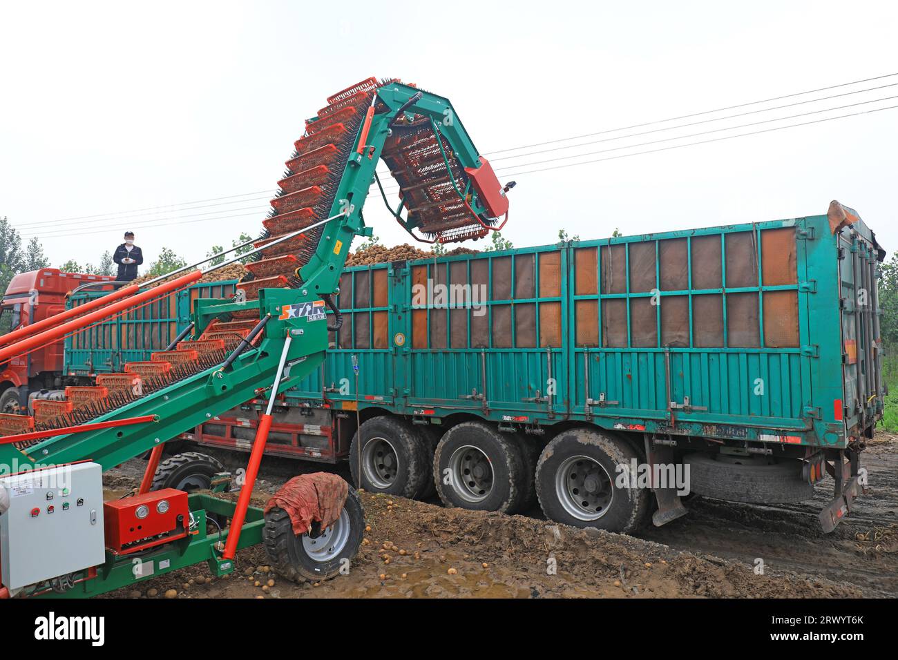 Luannan County, China - July 5, 2023: Farmers use conveyors to ...