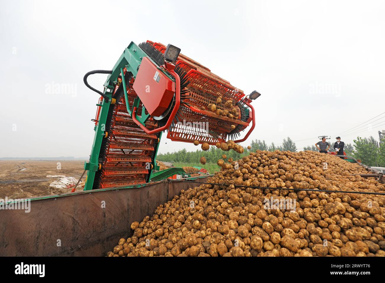 Luannan County, China - July 5, 2023: Farmers use conveyors to ...