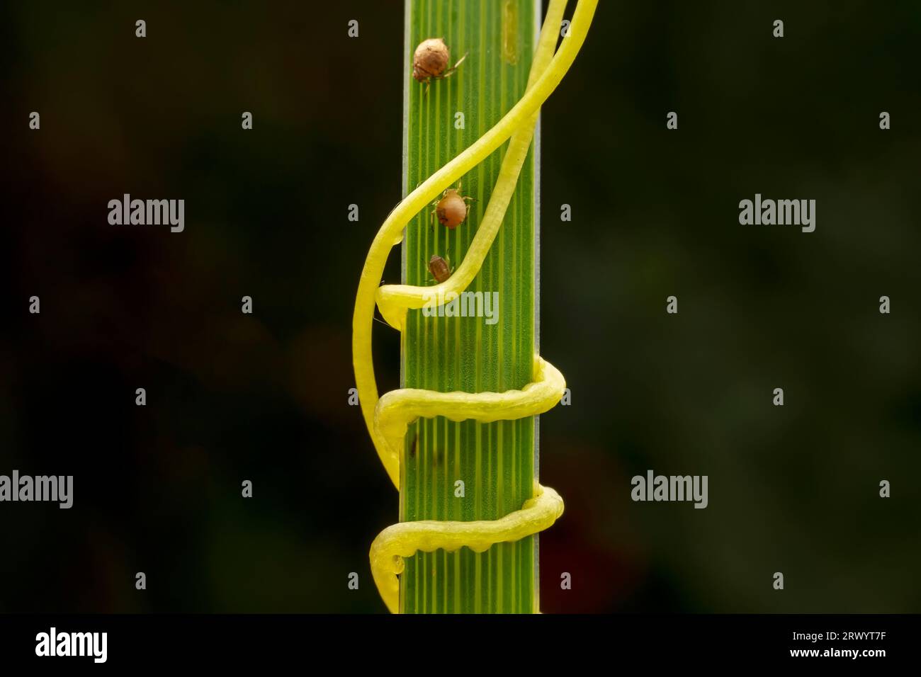 twining stem of Parasitic plant Dodder Stock Photo - Alamy