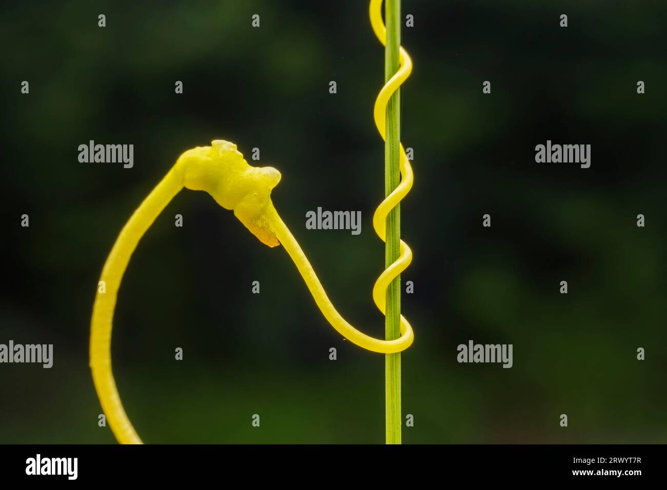 twining stem of Parasitic plant Dodder Stock Photo - Alamy