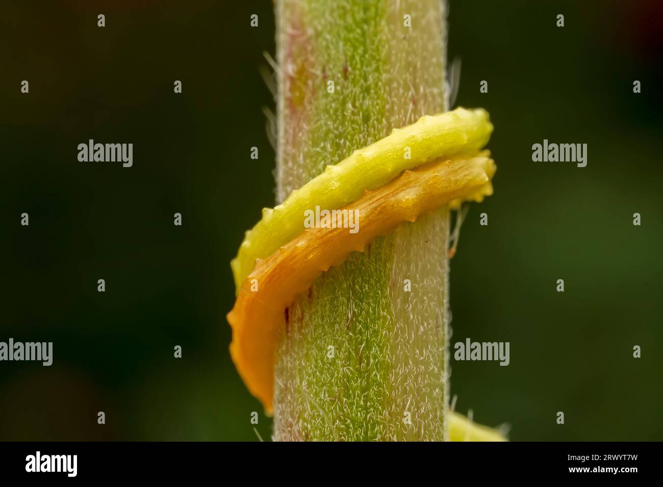 twining stem of Parasitic plant Dodder Stock Photo - Alamy