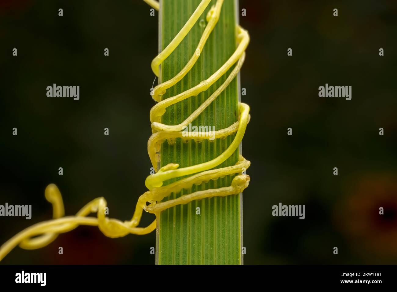 twining stem of Parasitic plant Dodder Stock Photo - Alamy