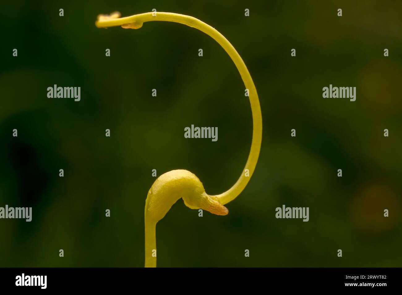 Twining stem hi-res stock photography and images - Alamy