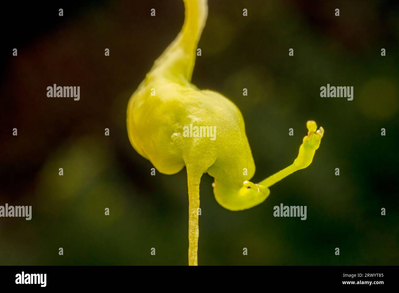 twining stem of Parasitic plant Dodder Stock Photo - Alamy