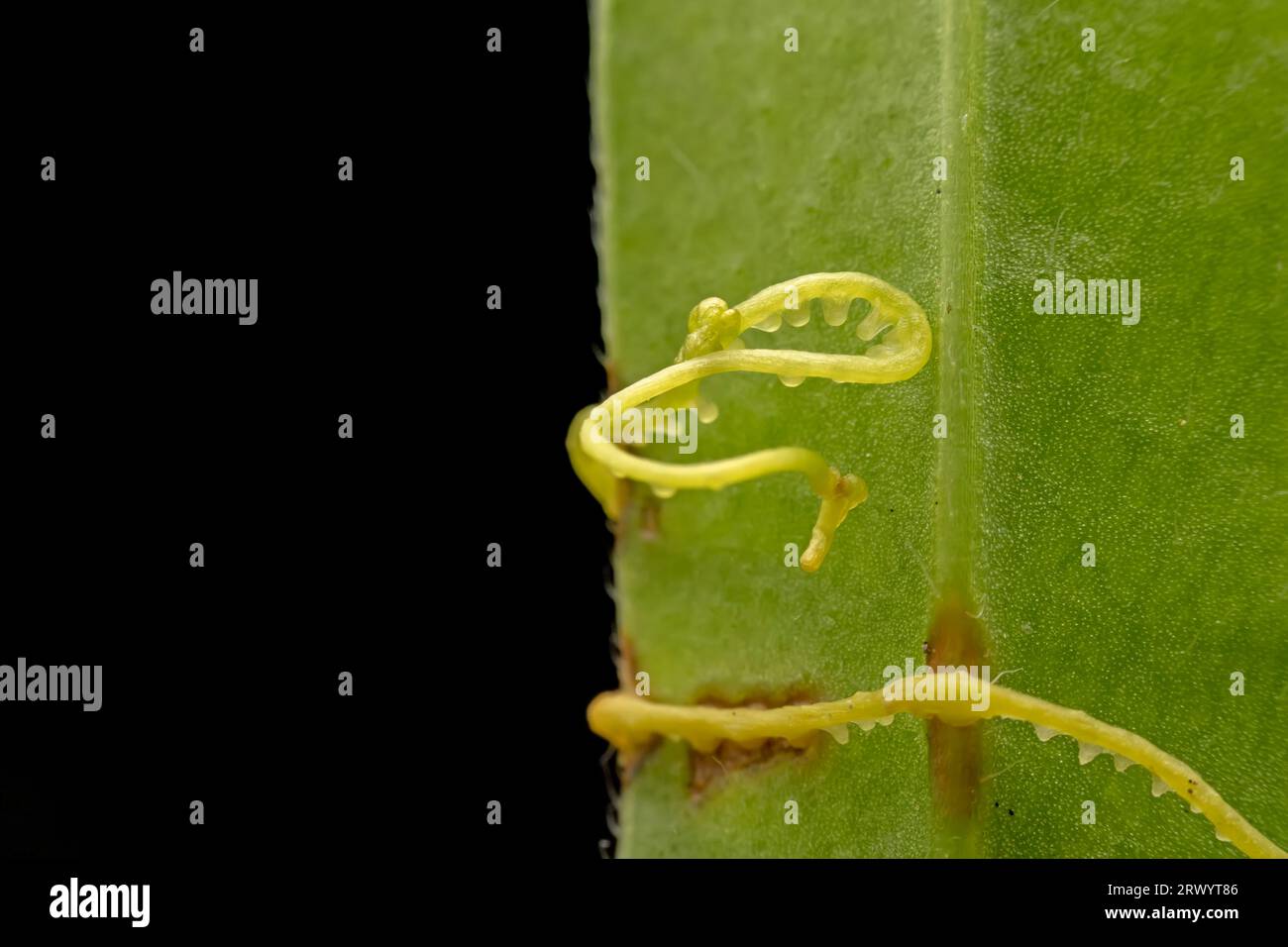 twining stem of Parasitic plant Dodder Stock Photo - Alamy
