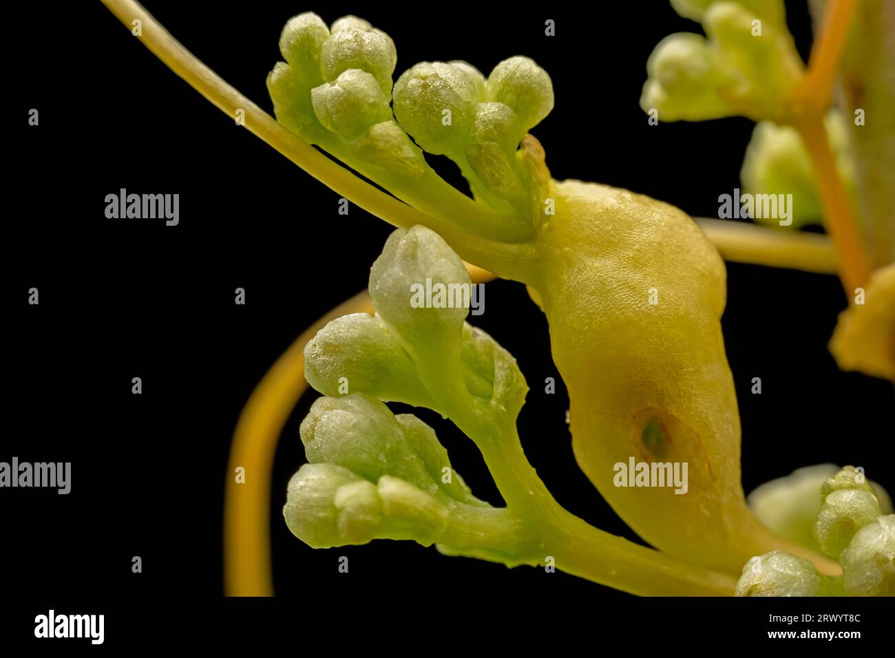twining stem of Parasitic plant Dodder Stock Photo - Alamy