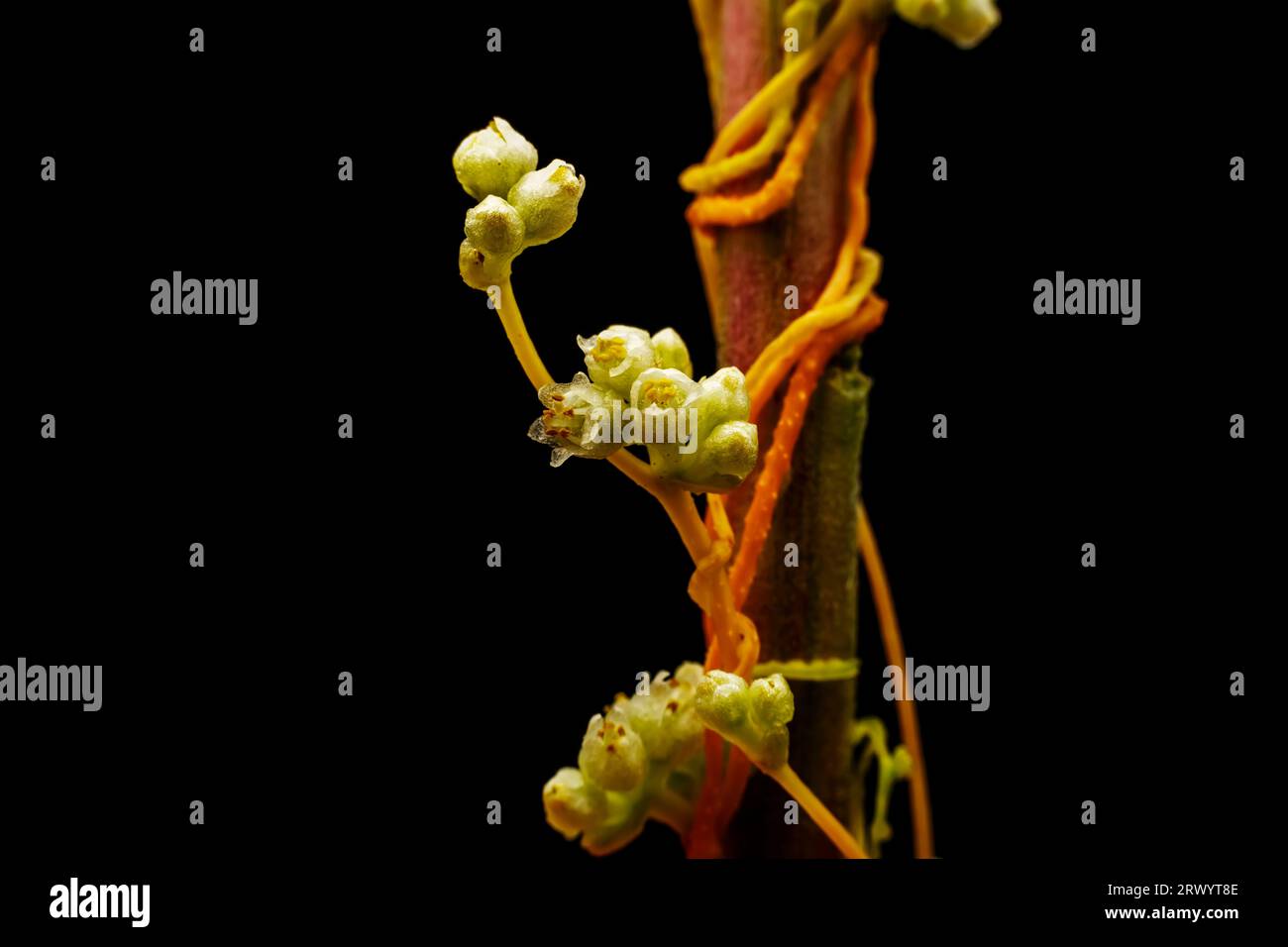 twining stem of Parasitic plant Dodder Stock Photo - Alamy