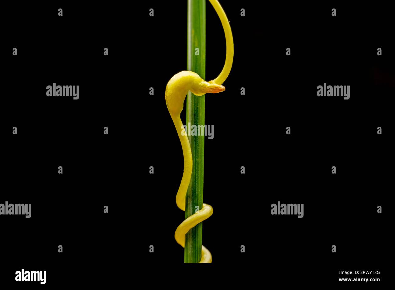 twining stem of Parasitic plant Dodder Stock Photo - Alamy