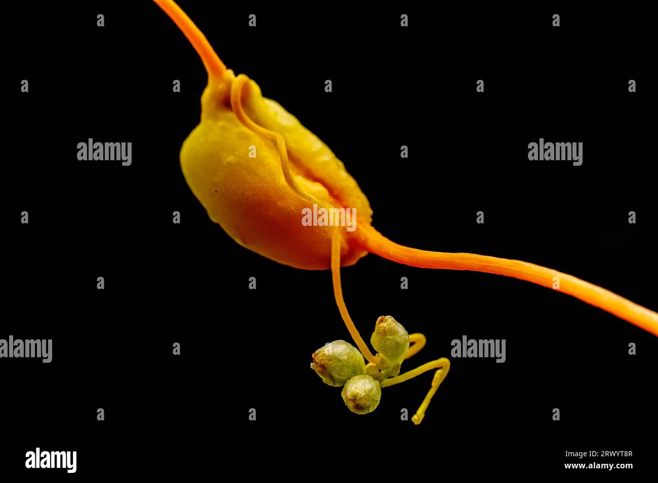 twining stem of Parasitic plant Dodder Stock Photo - Alamy
