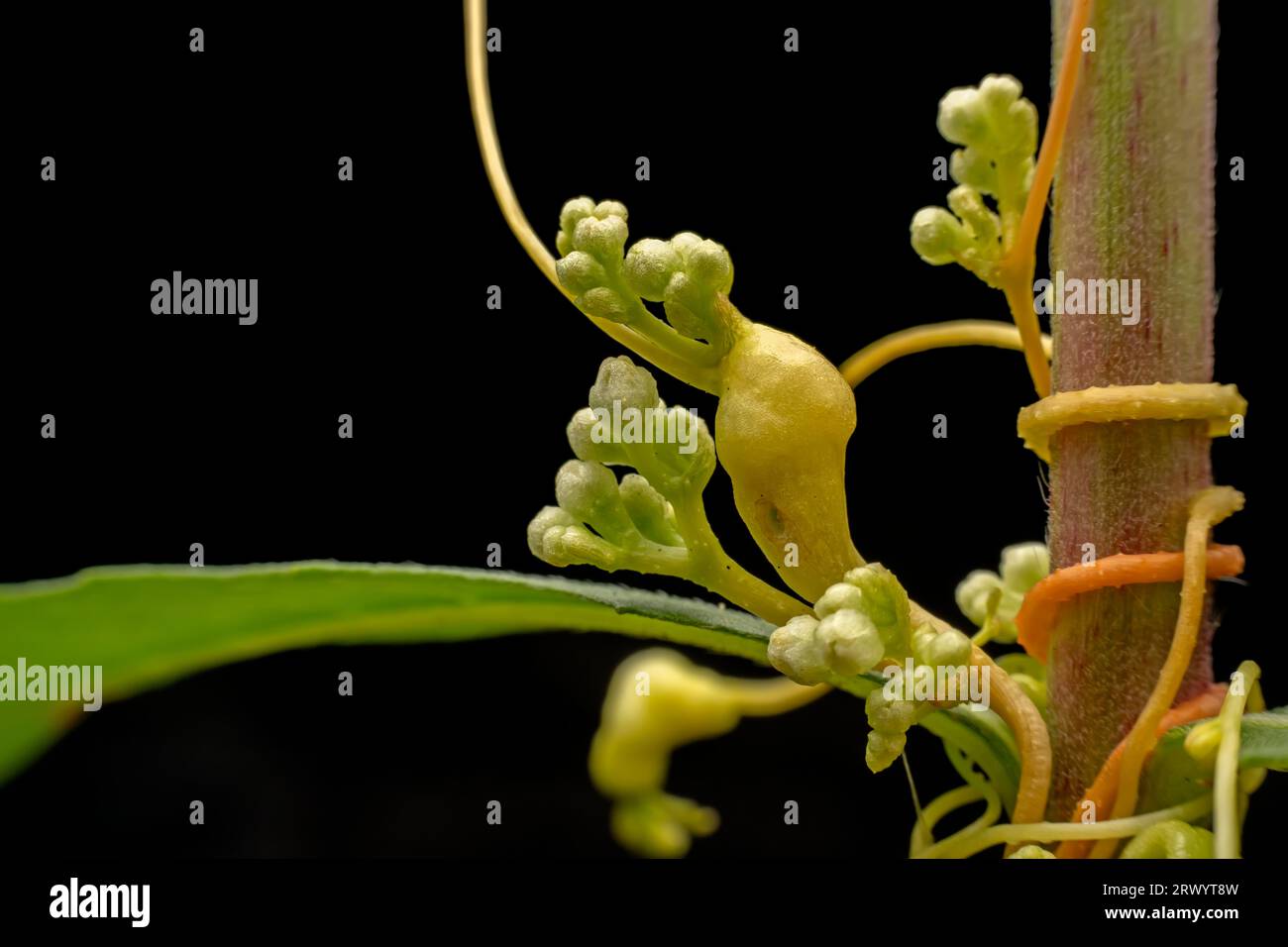 twining stem of Parasitic plant Dodder Stock Photo - Alamy