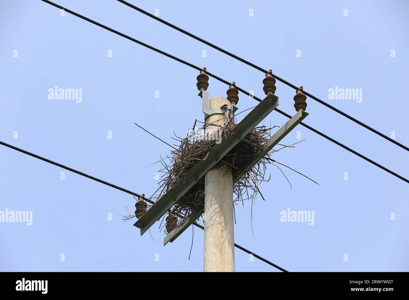 Nests on pylons or telegraph poles hi-res stock photography and images ...