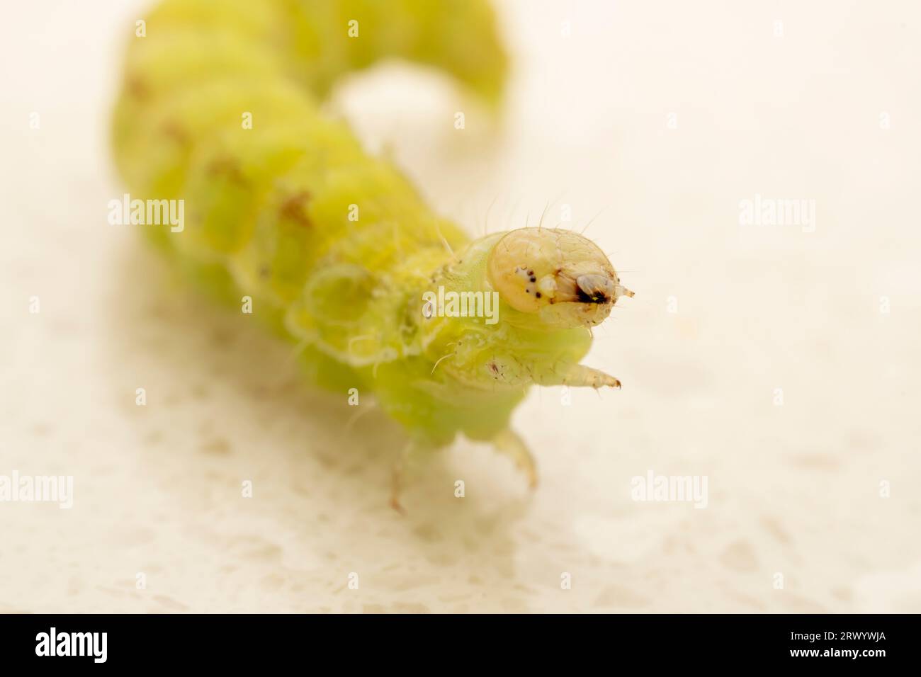 Lepidoptera Noctuidae insect larvae inhabits the leaves of wild plants ...