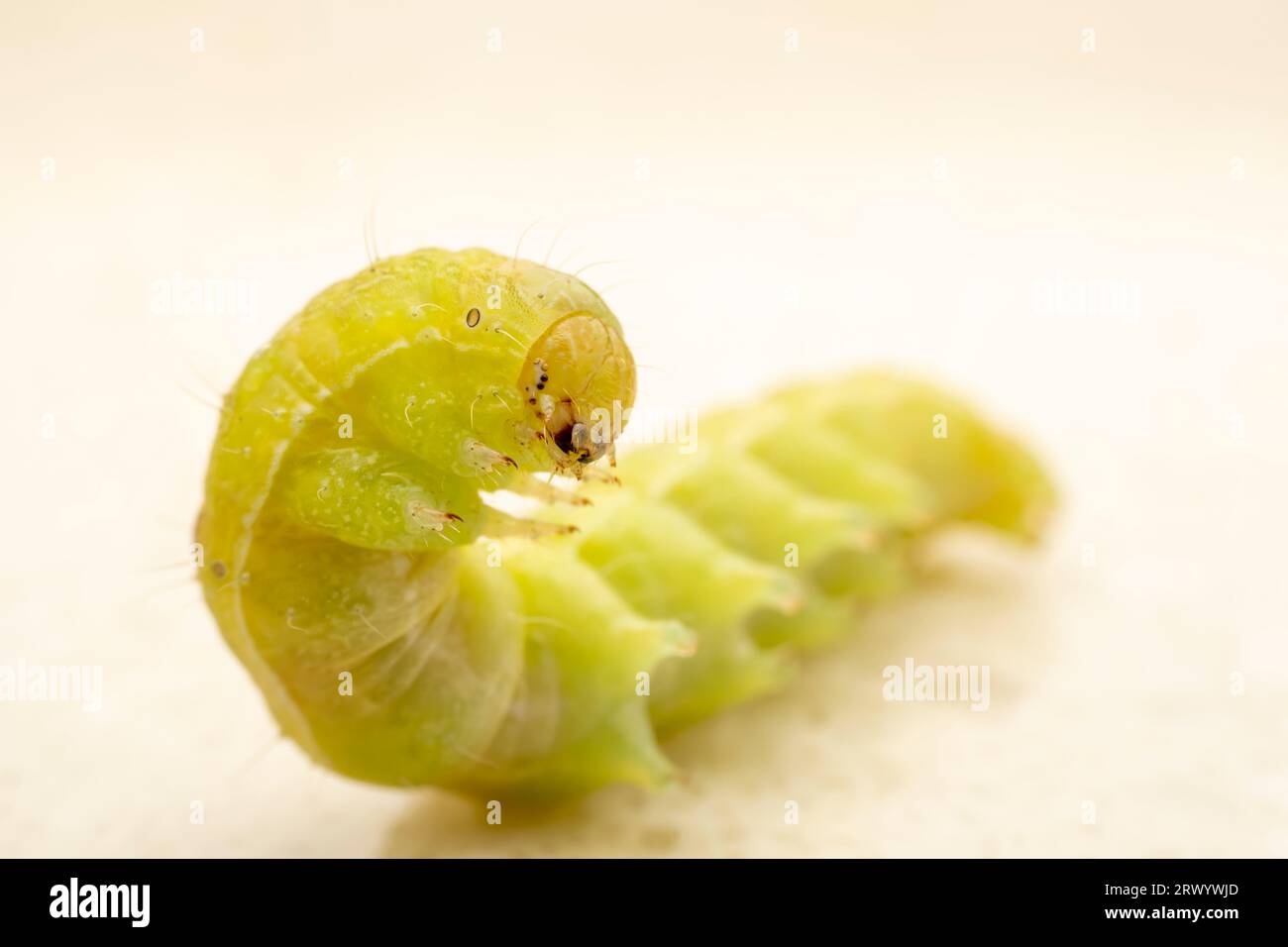 Lepidoptera Noctuidae insect larvae inhabits the leaves of wild plants ...