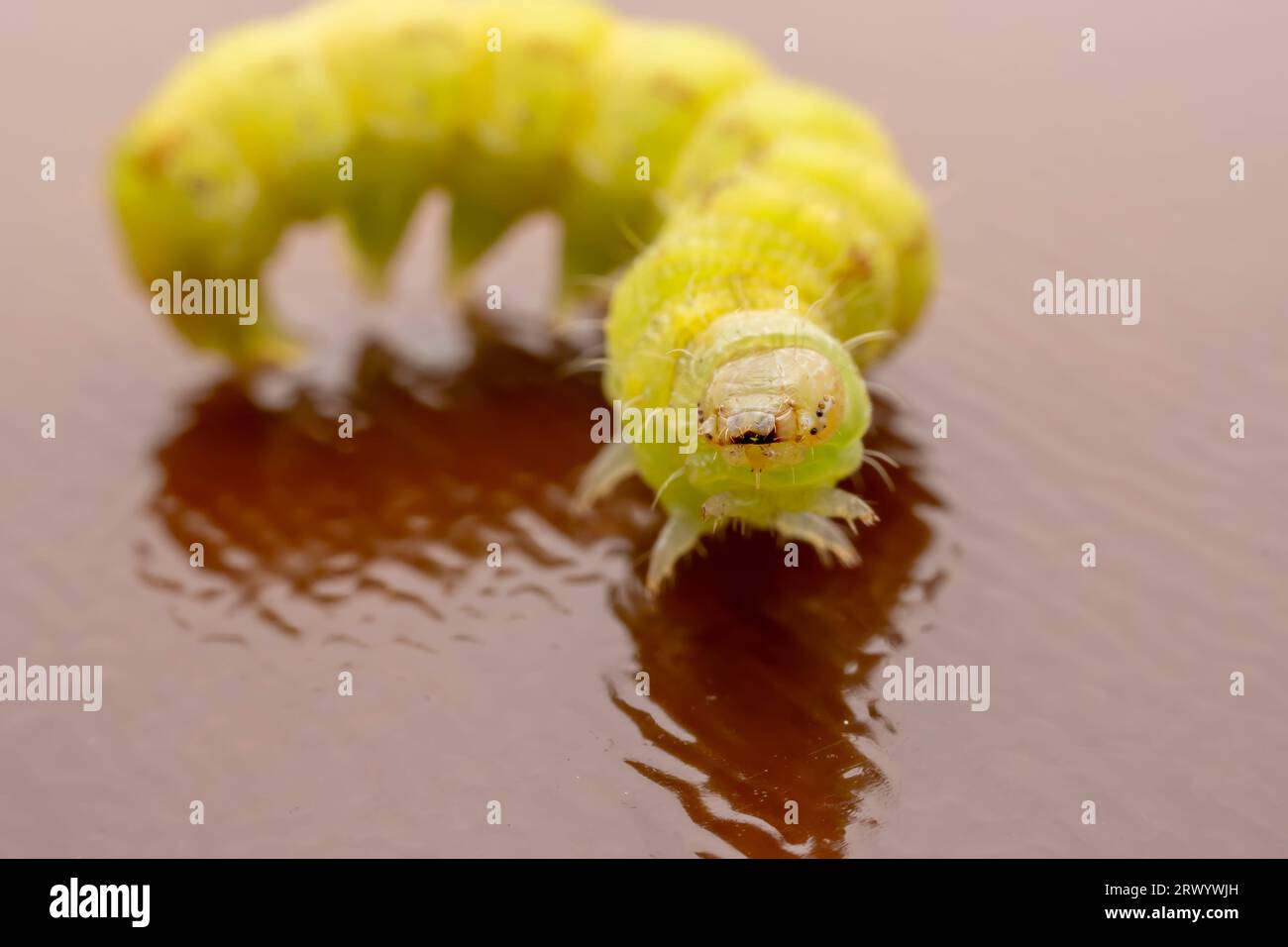 Lepidoptera Noctuidae insect larvae inhabits the leaves of wild plants ...