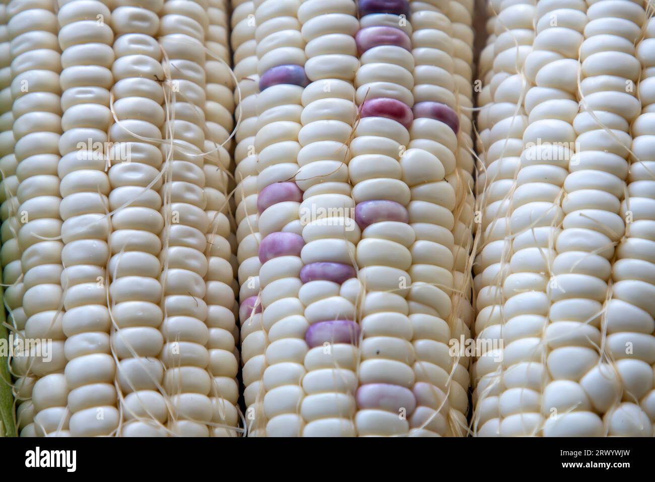 Modified seeds hi-res stock photography and images - Alamy