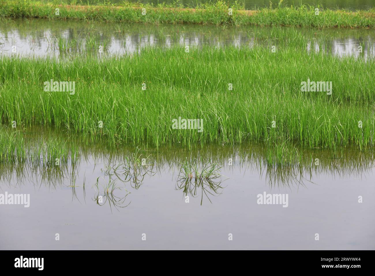 Water plants in the puddle Stock Photo - Alamy