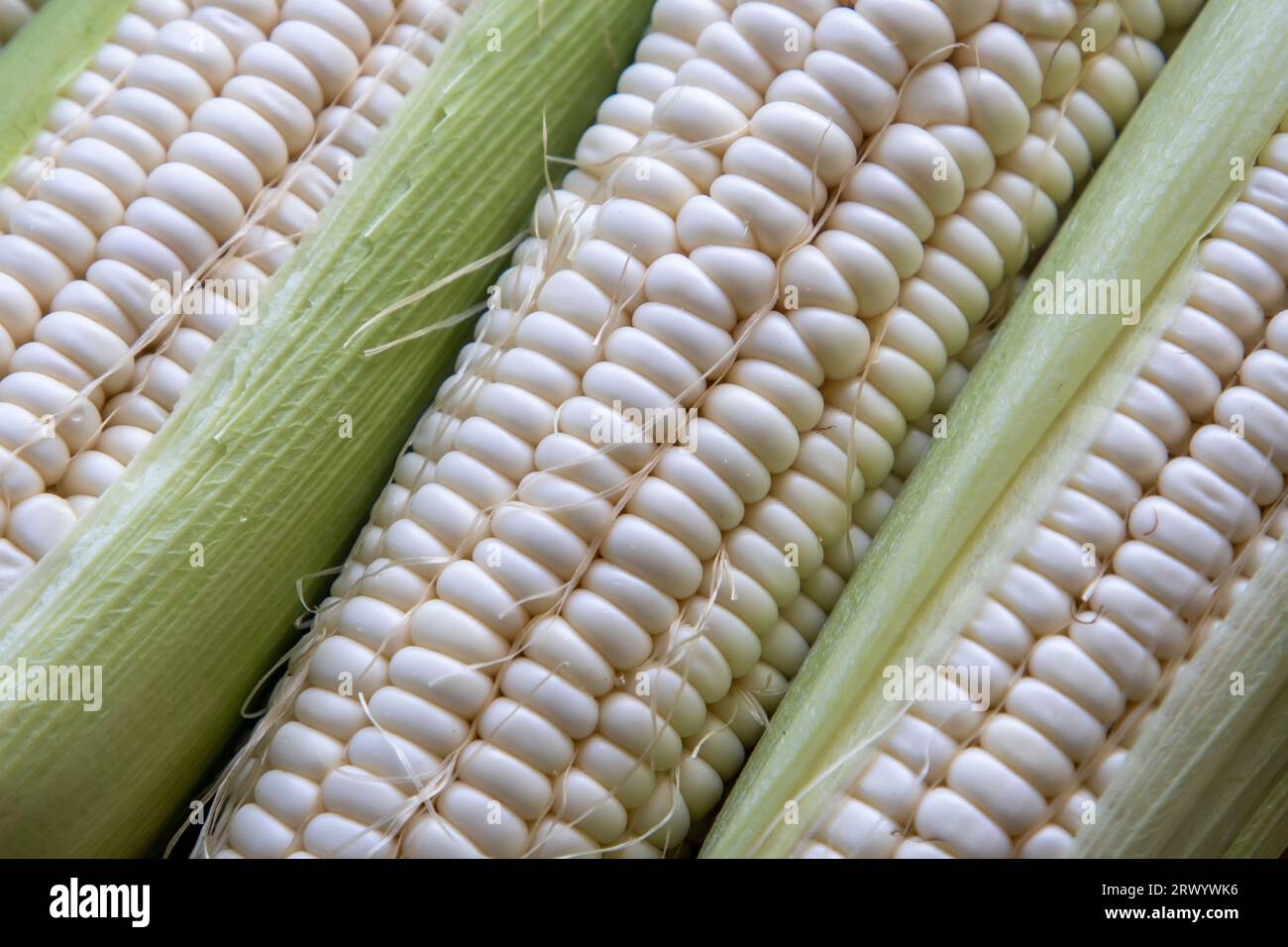 Macro photos of corn seeds Stock Photo - Alamy