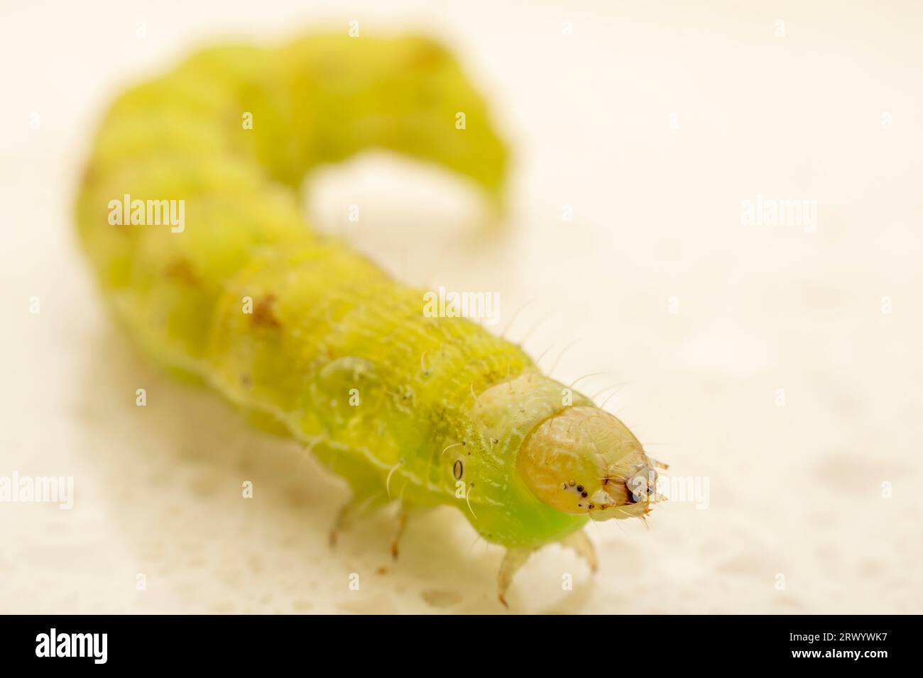 Lepidoptera Noctuidae insect larvae inhabits the leaves of wild plants ...