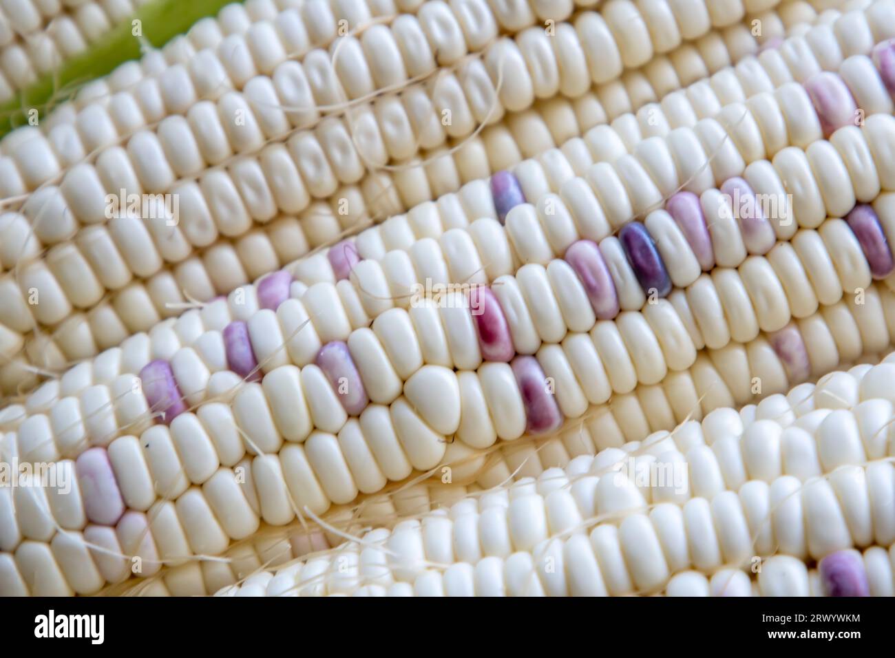 Macro photos of corn seeds Stock Photo - Alamy