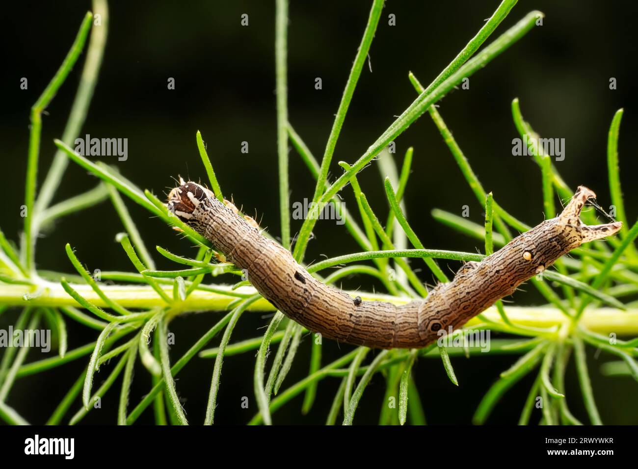 Lepidoptera larvae crawl on the leaves of wild plants for food Stock ...