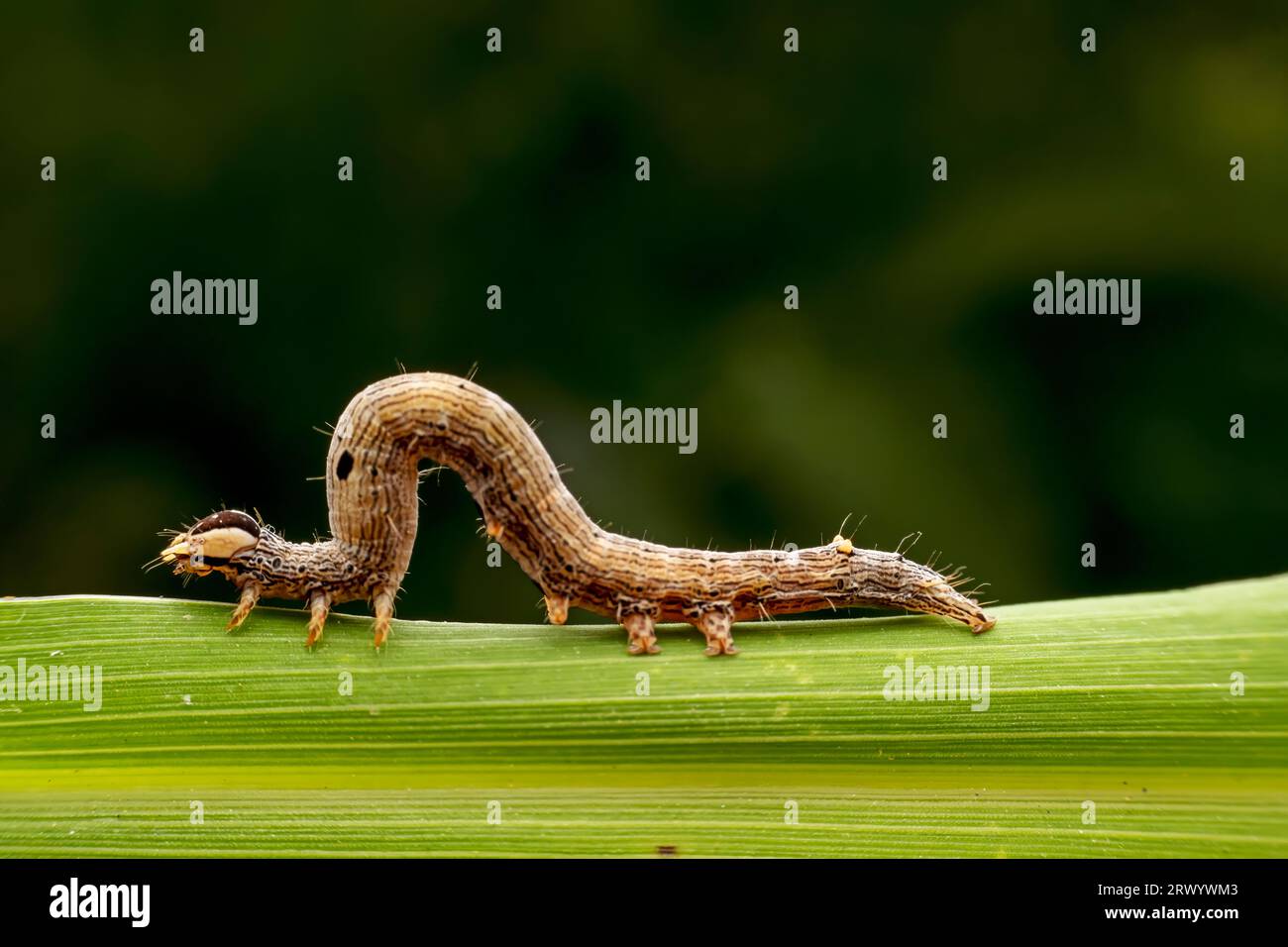Lepidoptera larvae crawl on the leaves of wild plants for food Stock ...