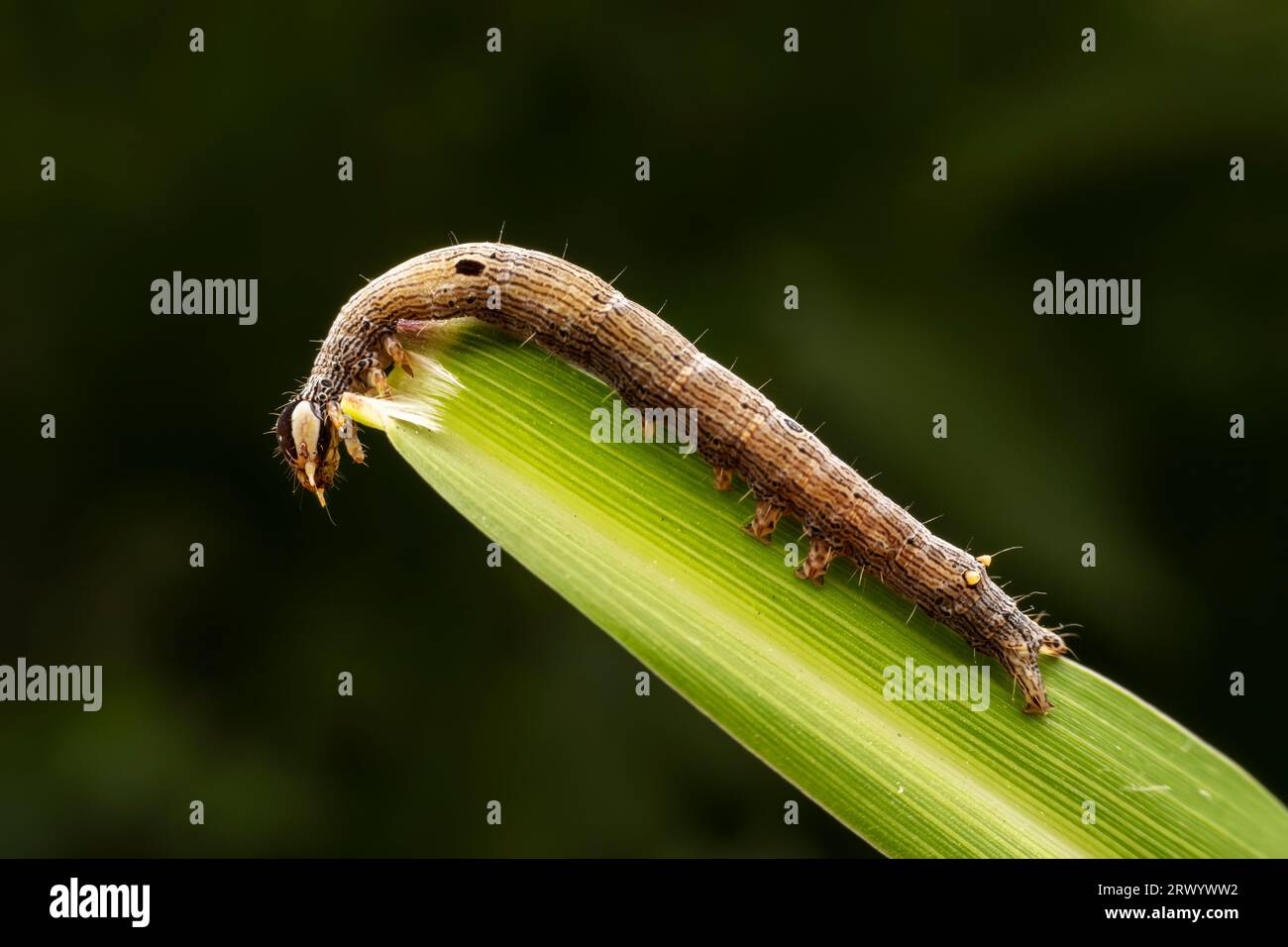 Lepidoptera larvae crawl on the leaves of wild plants for food Stock ...
