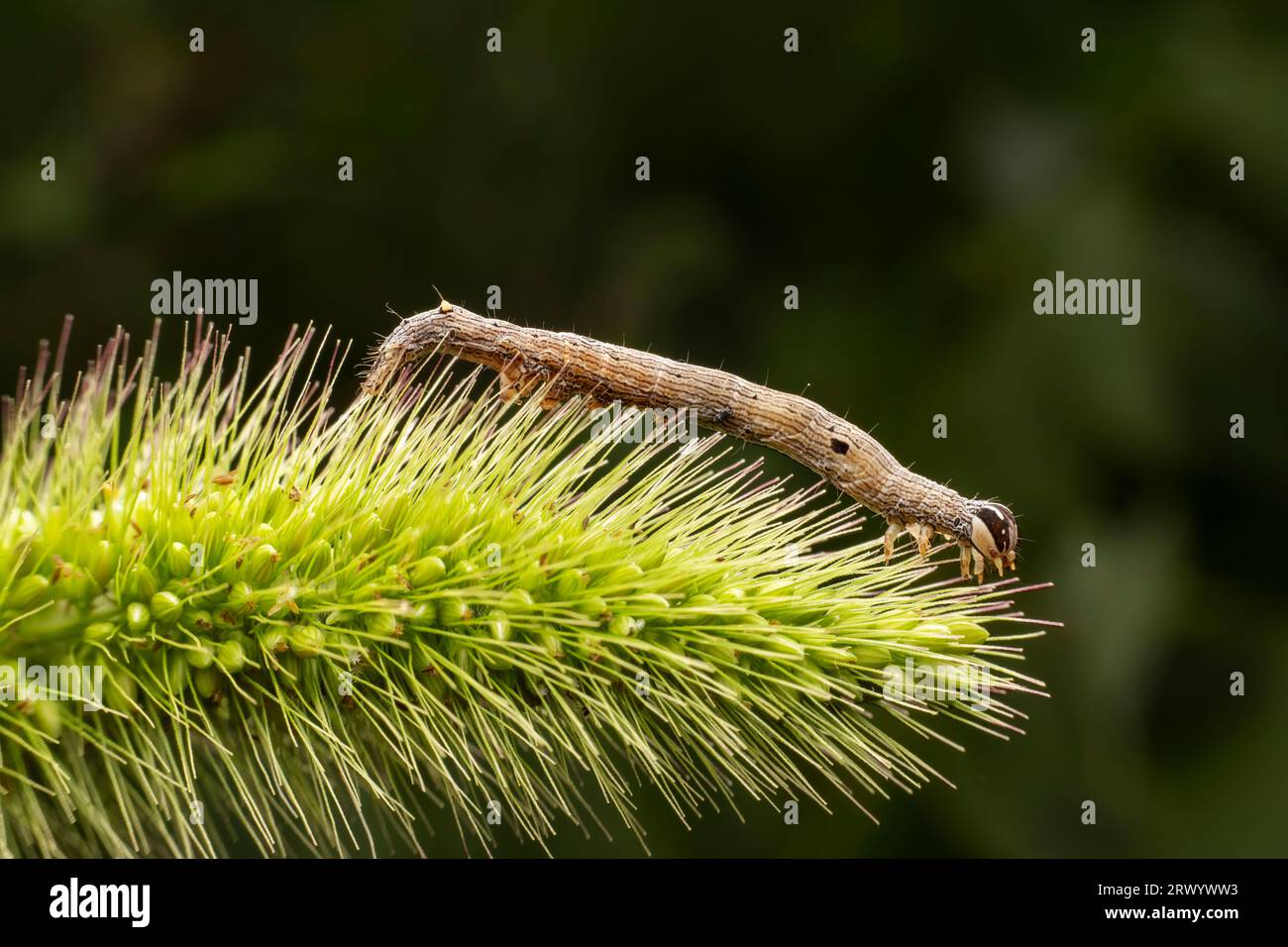 Lepidoptera larvae crawl on the leaves of wild plants for food Stock ...