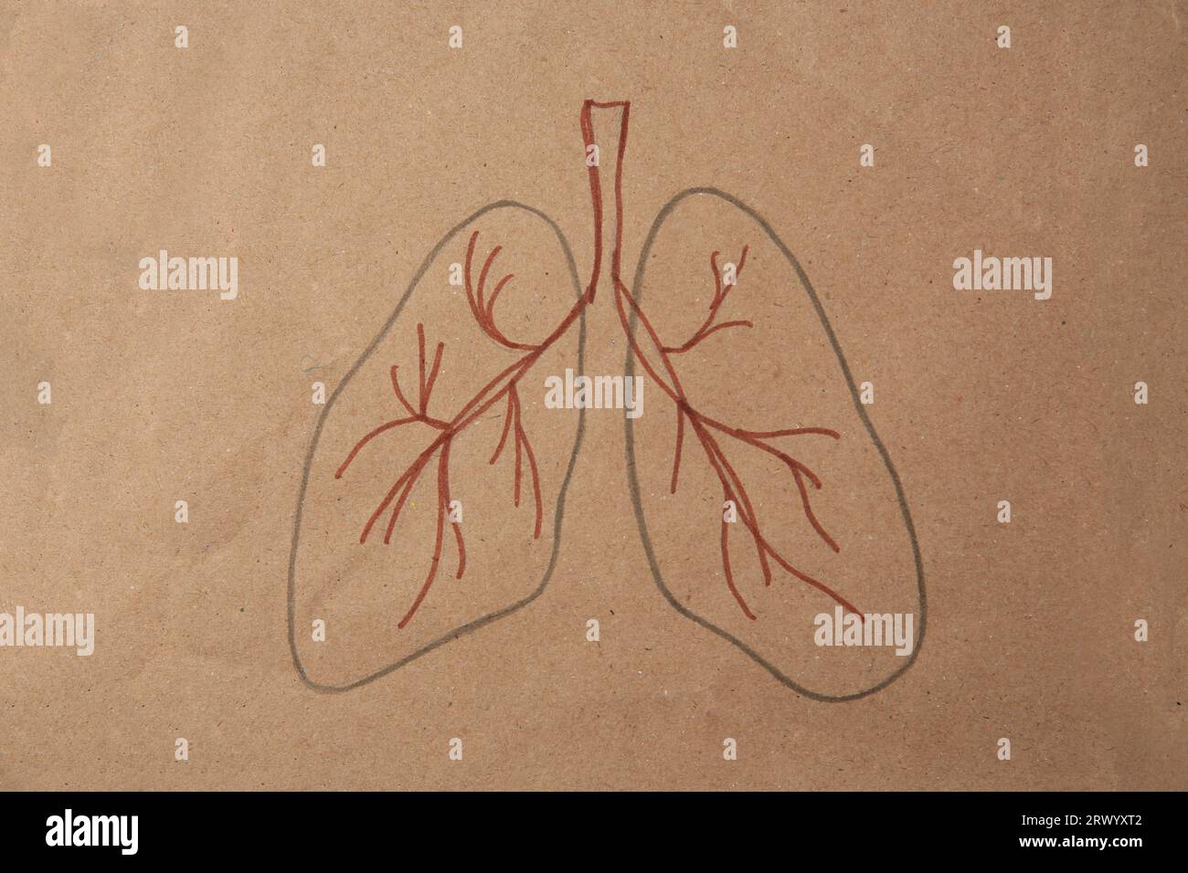 Picture of lungs hi-res stock photography and images - Alamy