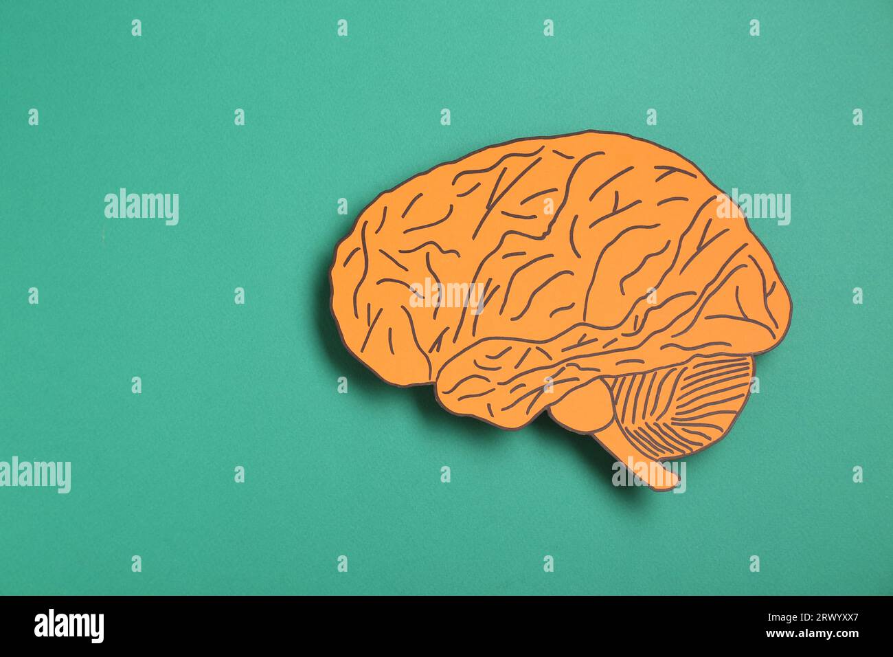 Human brain anatomy model green hi-res stock photography and images - Alamy
