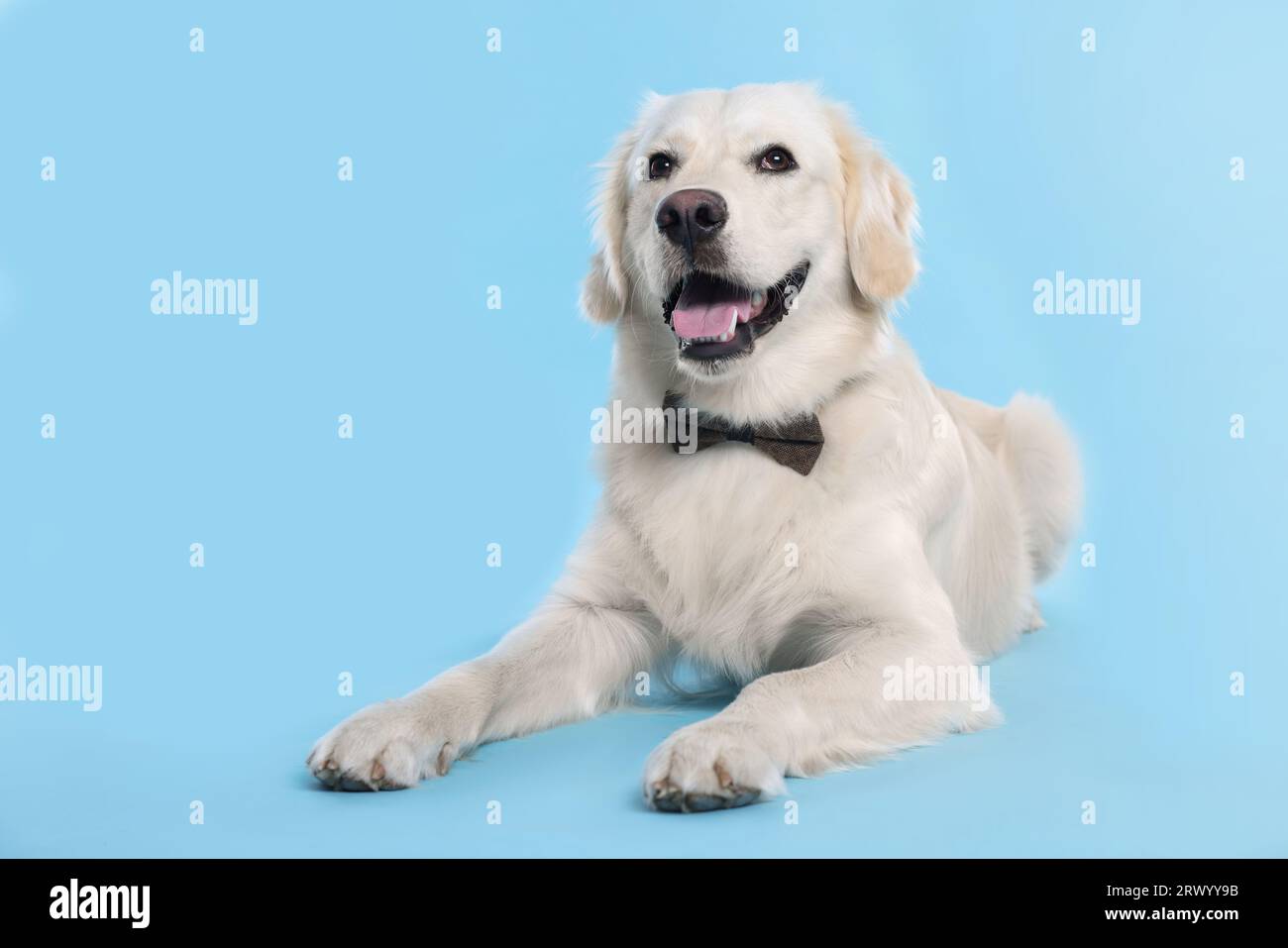 Cute Labrador Retriever with stylish bow tie on light blue background ...
