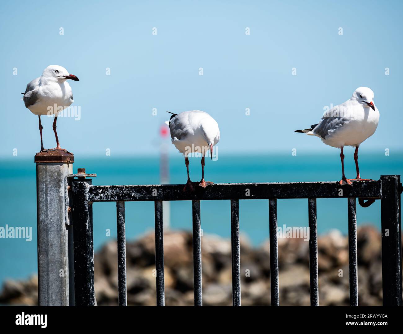 Black and white bill gate hi-res stock photography and images - Alamy