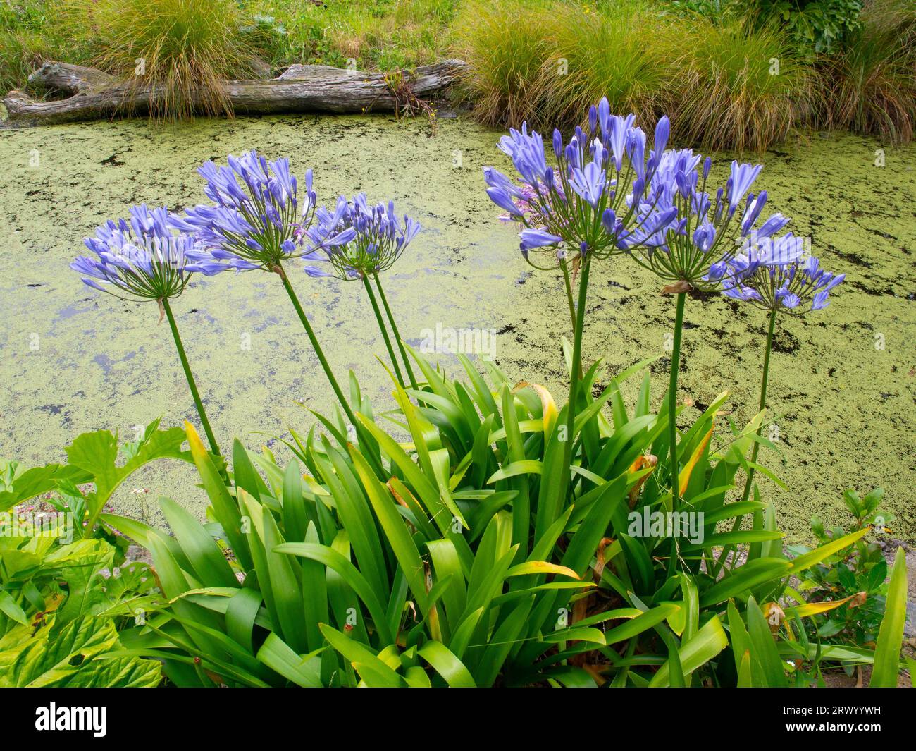 Agapanthus plant with purple flowers hi-res stock photography and ...