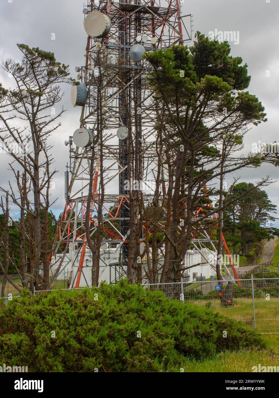 Tall trees tower hi-res stock photography and images - Alamy