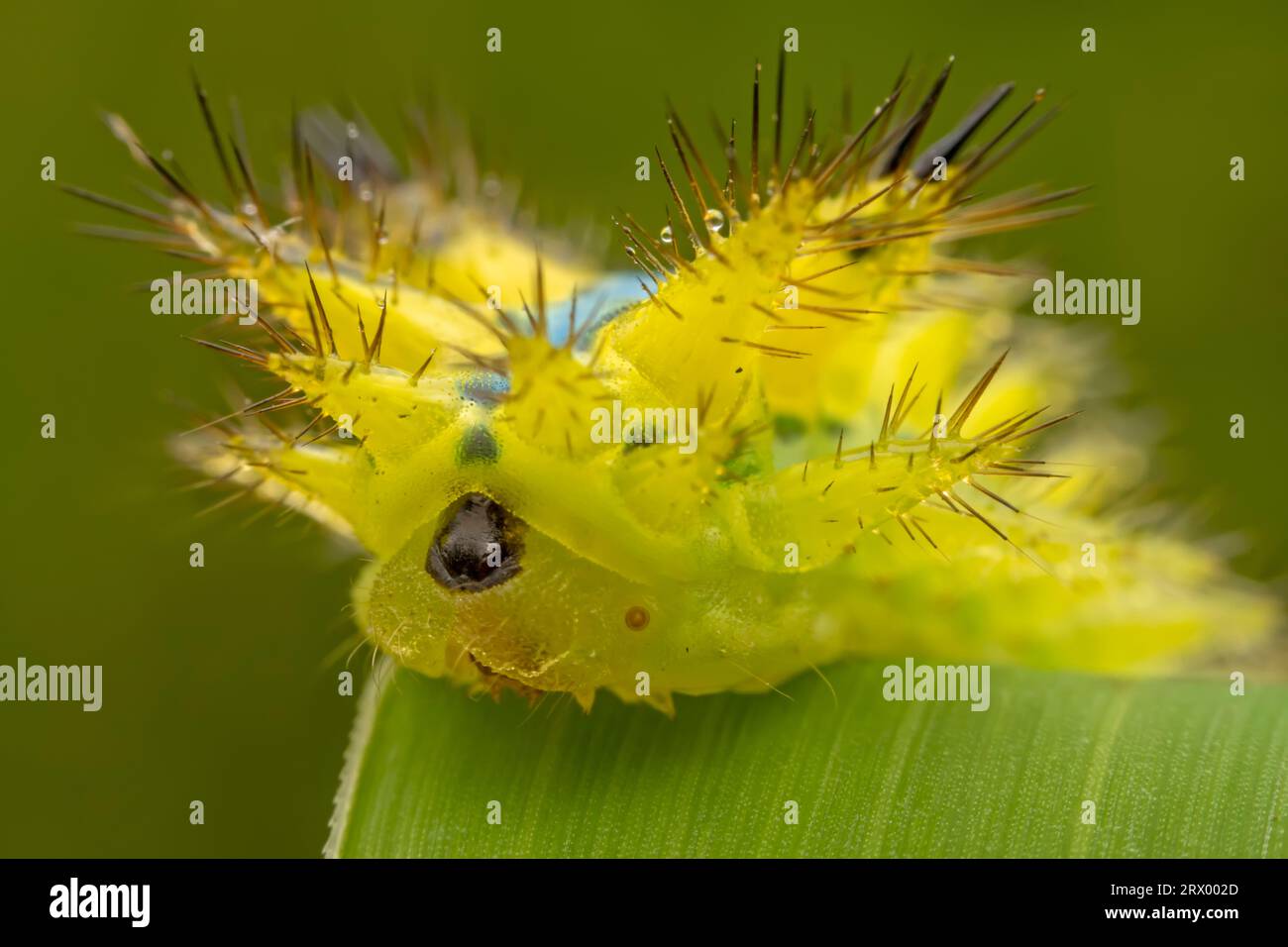 Limacodidae larva inhabits the leaves of wild plants Stock Photo - Alamy