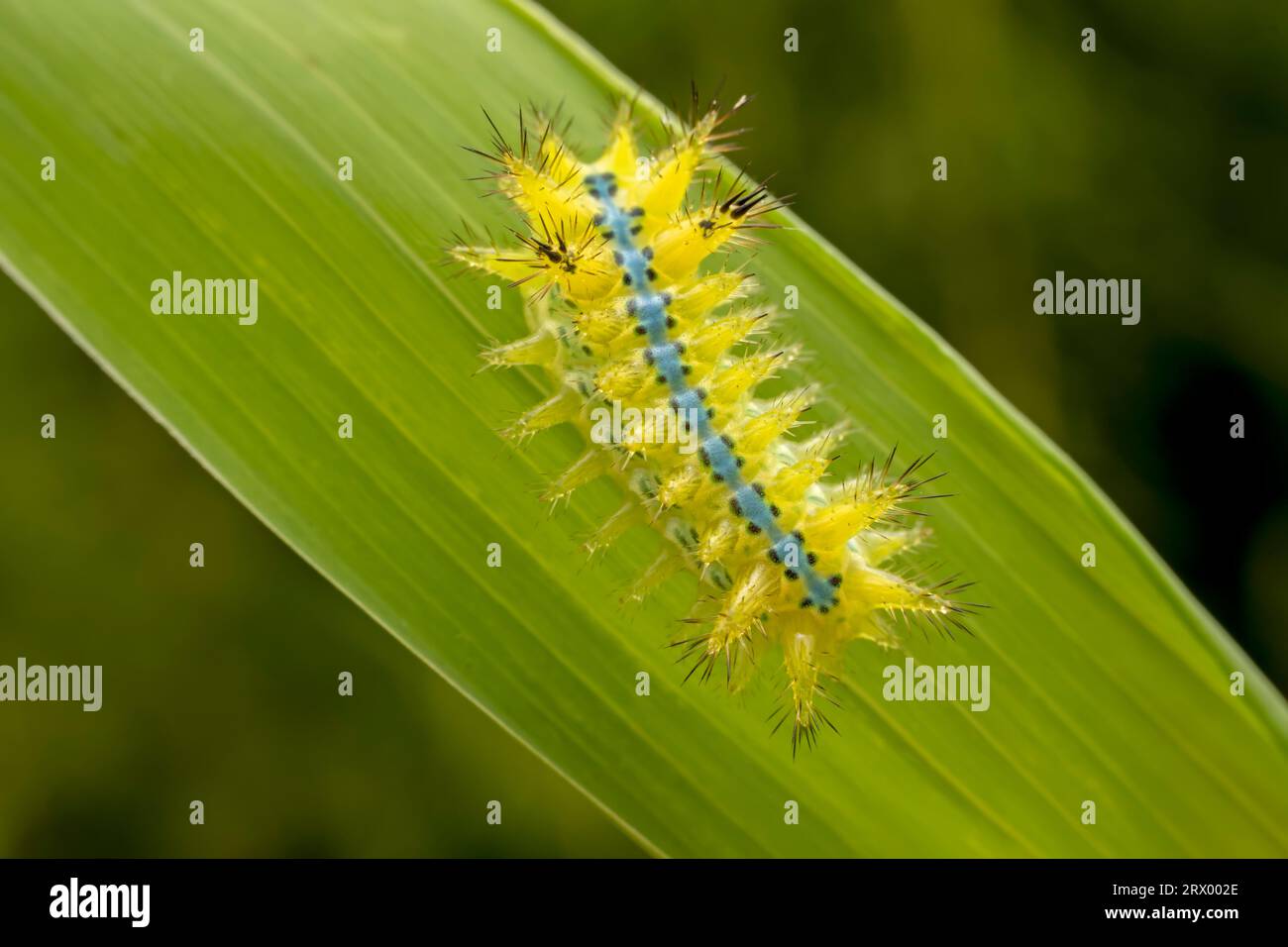 Limacodidae larva inhabits the leaves of wild plants Stock Photo - Alamy