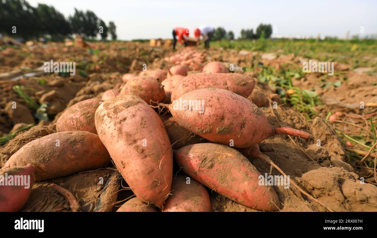 Luannan County, China - July 19, 2023: Farmers are harvesting sweet ...
