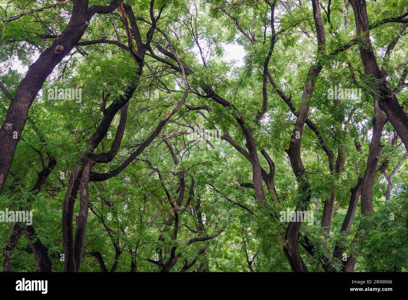 Ancient Trees on Chengxian Street, Beijing, China Stock Photo - Alamy