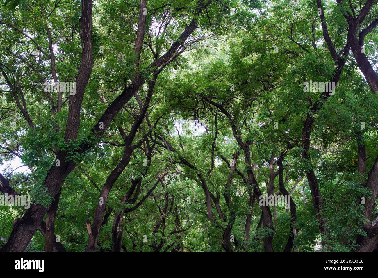 Ancient Trees on Chengxian Street, Beijing, China Stock Photo - Alamy