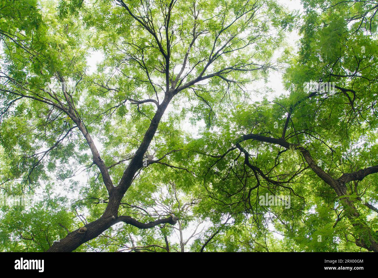 Ancient Trees on Chengxian Street, Beijing, China Stock Photo - Alamy
